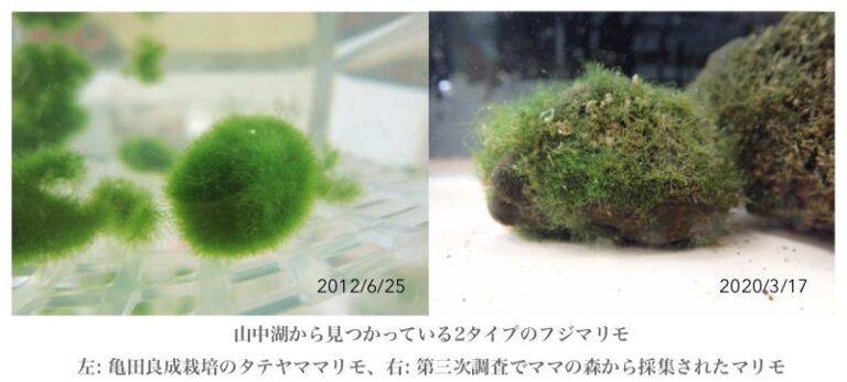 山梨県の天然記念物「フジマリモ」とは？ - マリモの広場